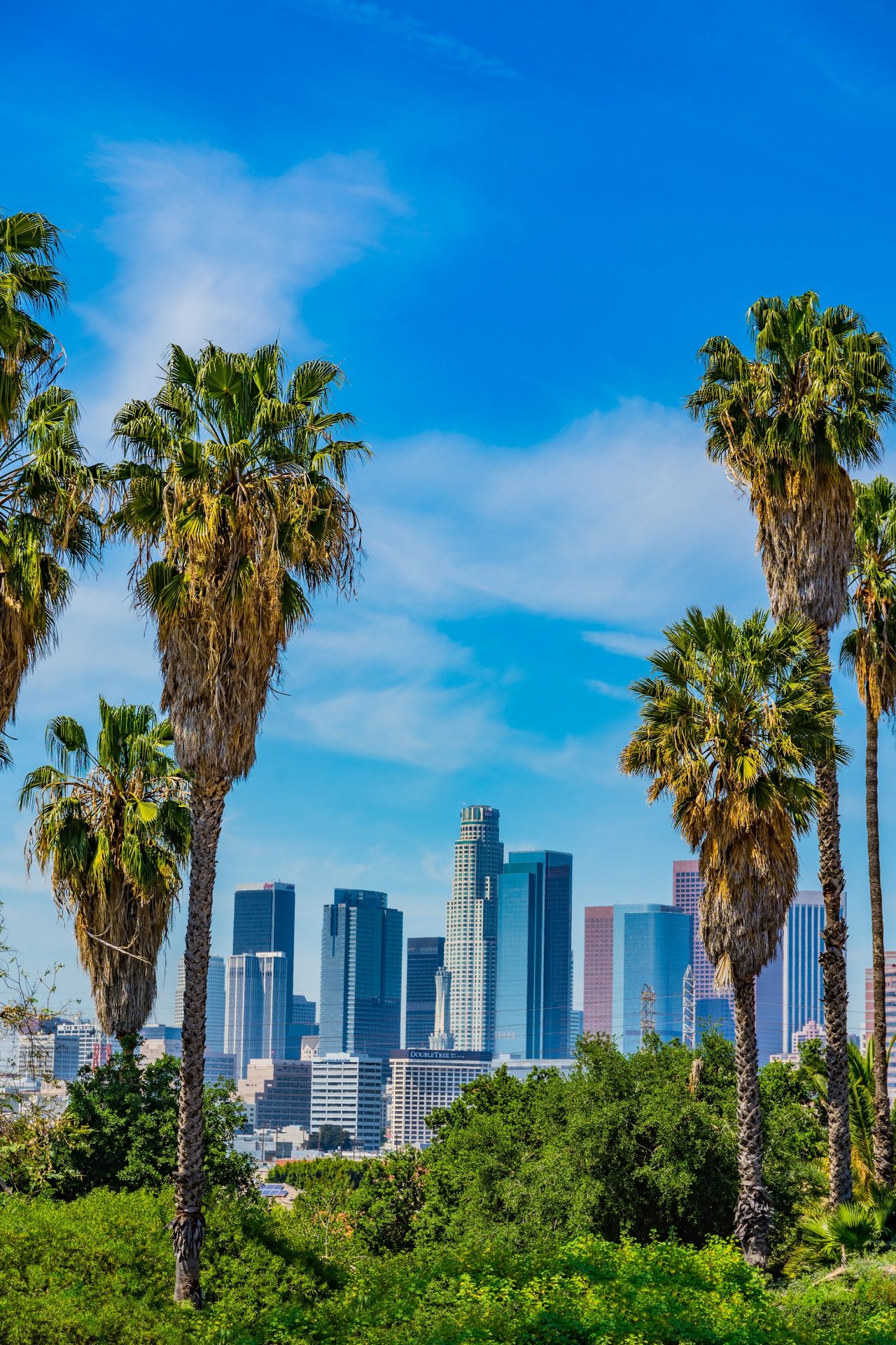 Skyscrapers of Los Angeles skyline with palm trees,CA – Consumer & Business